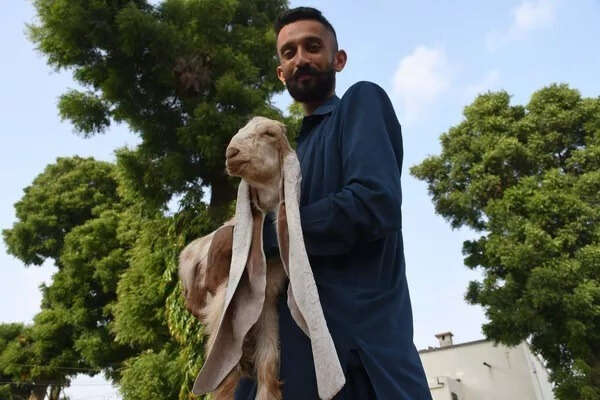 Fenomen keçi Simba'nın kardeşi Simbi: Kulakları daha uzun - Lodoshaber.Com